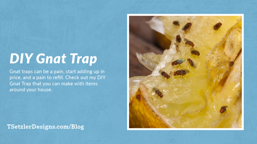 DIY Gnat Trap | TSetzler Designs